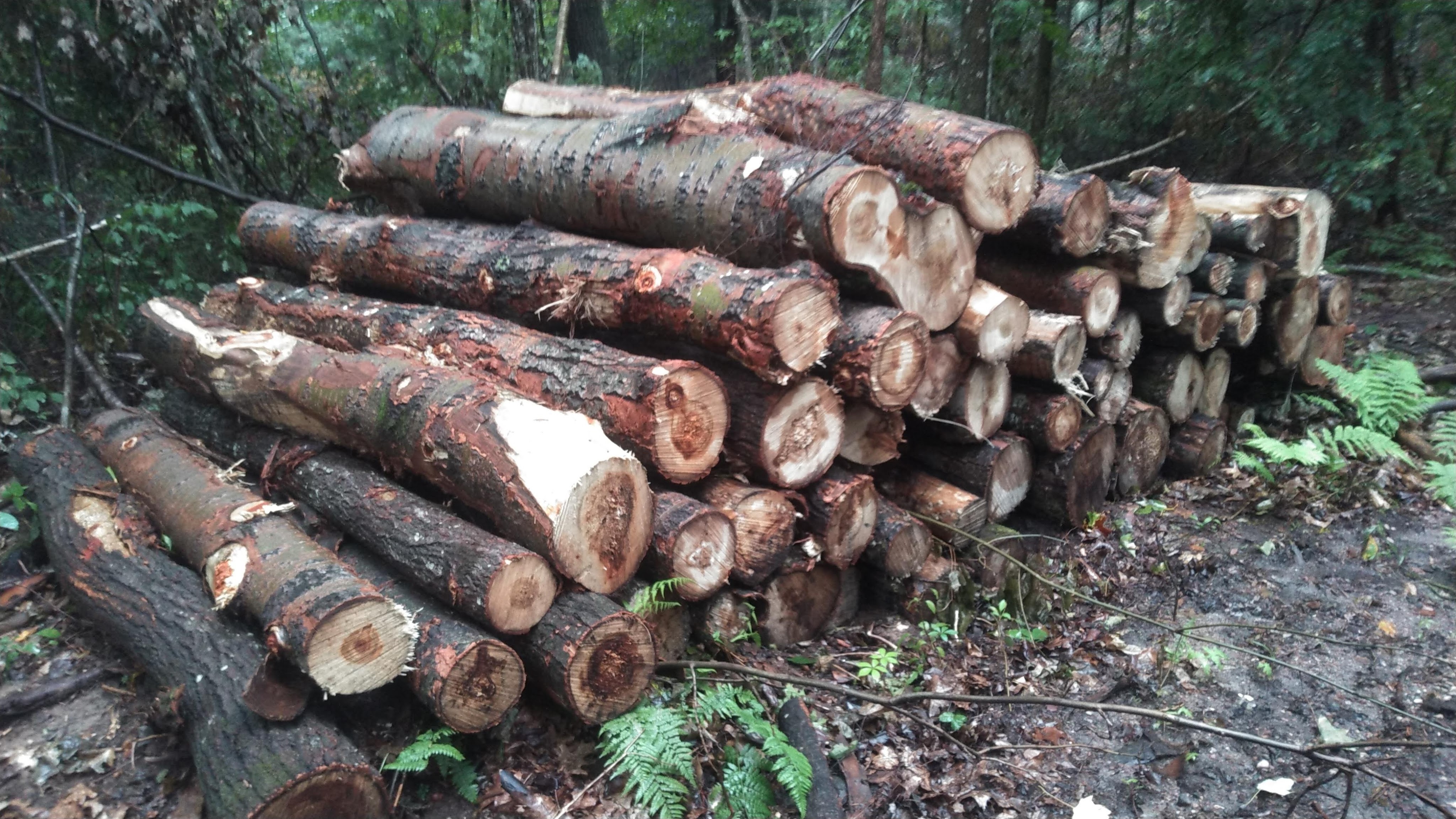 Timber Marking & Timber Sale – Rynish Forestry, Inc.